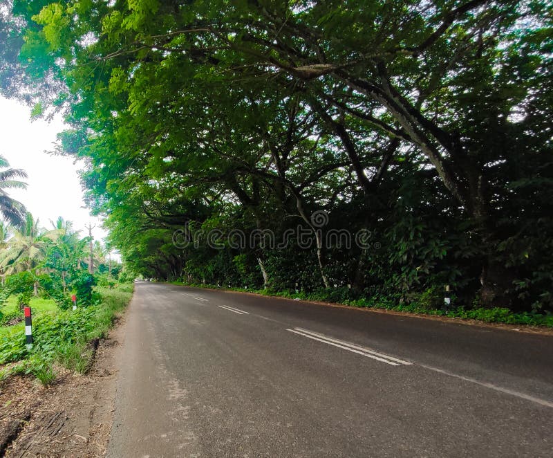 Kerala road side stock photo. Image of side, road, kerala - 254404976
