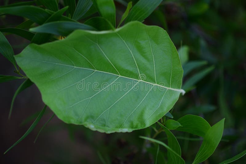 Kerala theak tree leaf stock photo. Image of branch - 179798166