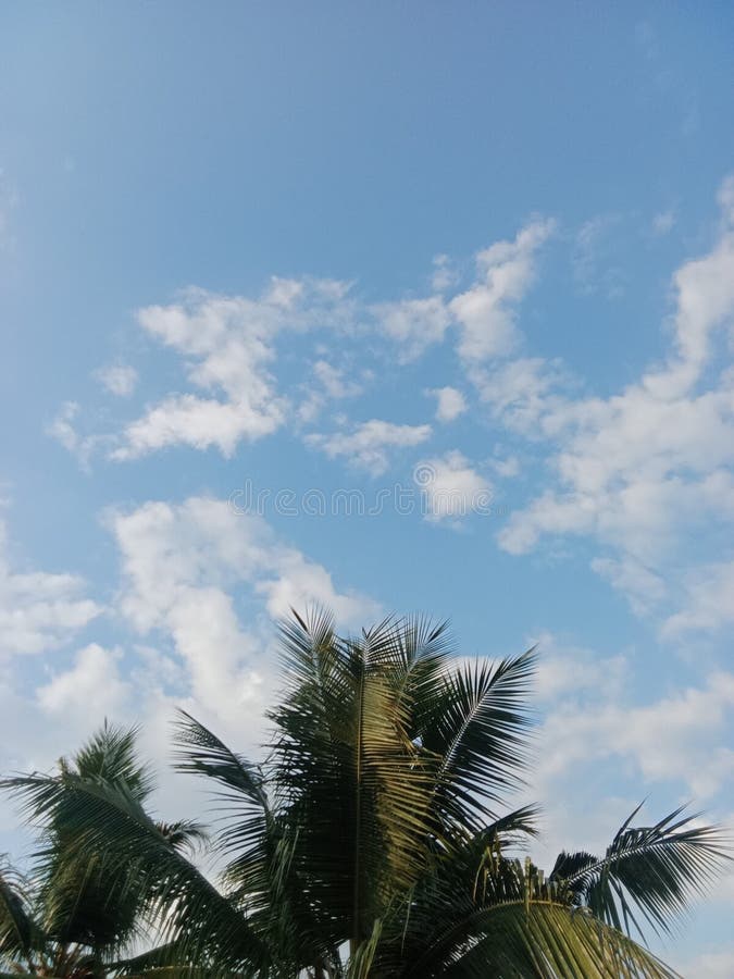 Kerala tree and bright sky stock image. Image of beach - 369714921