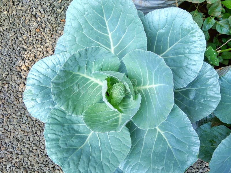 Kerala Vegetable Biriyani, Indian Cuisine. Stock Image - Image of pulau ...