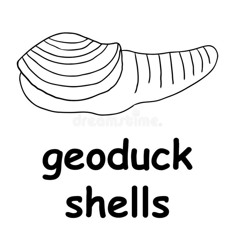 Kids Line Illustration Coloring Geoduck Shells. Animal Outline Stock ...