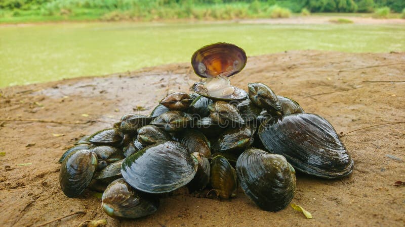 Kerang Sungai Cikaso, River Shells Stock Photo - Image of cikaso ...