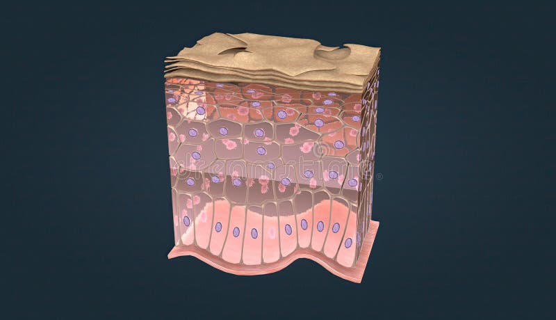 Keratinized Stratified Squamous is a Type of Stratified Epithelium that ...