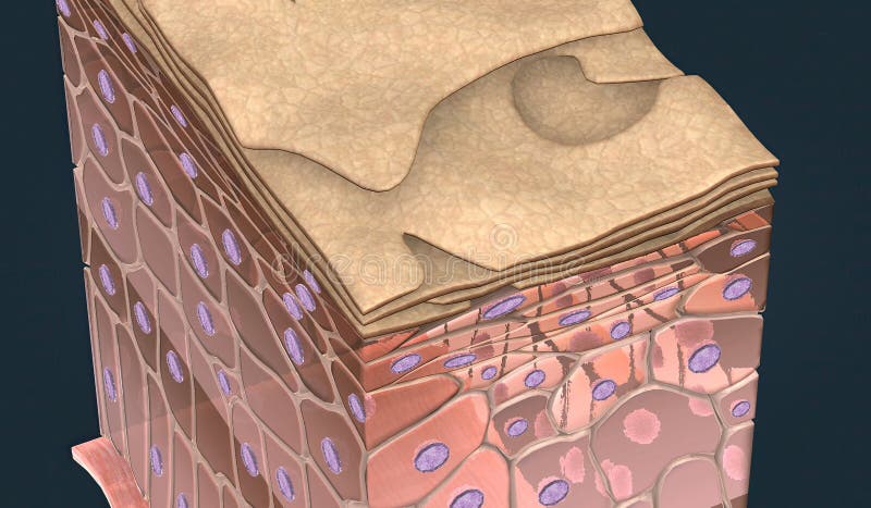 Keratinized Stratified Squamous is a Type of Stratified Epithelium that ...