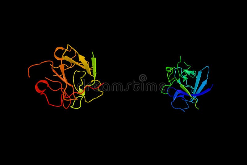 Tissue Factor (TF, Extracellular Part) Protein. Essential in Extrinsic ...