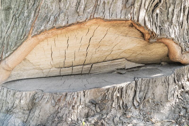 Kerbe im alten Holz stockfoto. Bild von rauh, hintergrund - 48321908