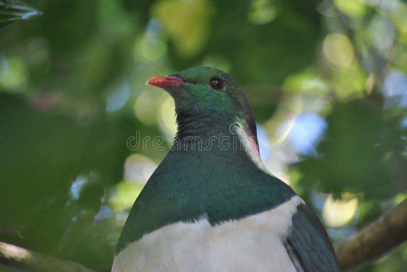 Kereru bird New Zealand stock image. Image of wellington - 177883595