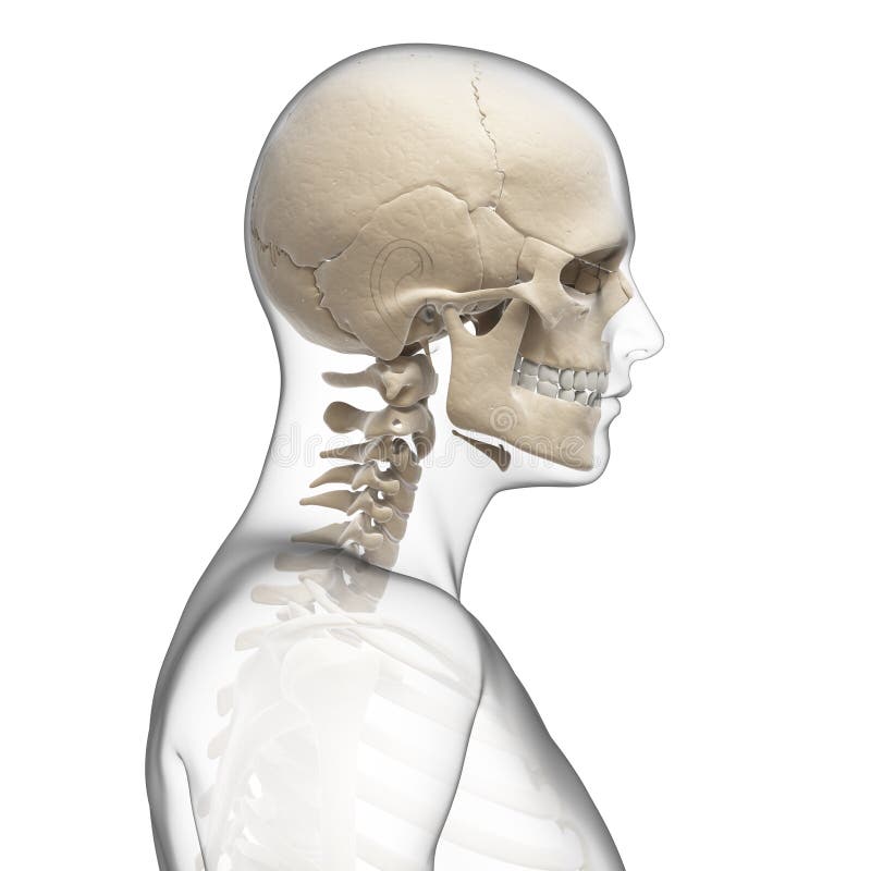 Kerl, Der Seinen Hals Verbiegt Stock Abbildung - Illustration von ...