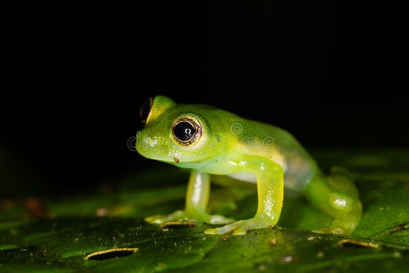 Kermit in Real Life, from the Jungle of Costa Rica Stock Image - Image ...
