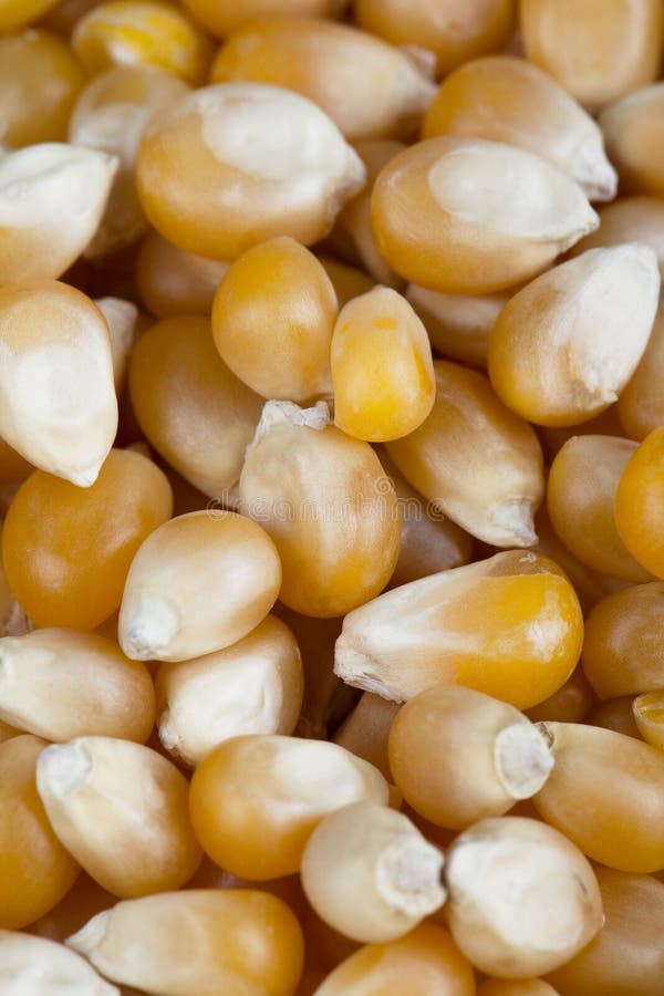 Kernel corn stock photo. Image of healthy, protein, vegetarian - 48230506