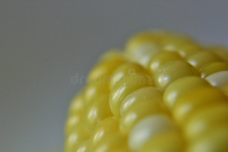 Kernel of corn stock photo. Image of kernel, corn, macro - 97250274