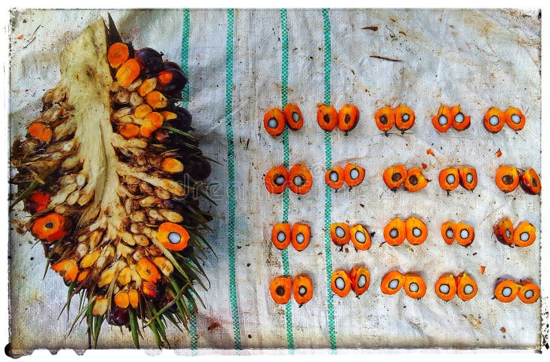 Kernel Fruit Oil Palm Fresh Bunch Stock Photo - Image of fruit, fresh ...