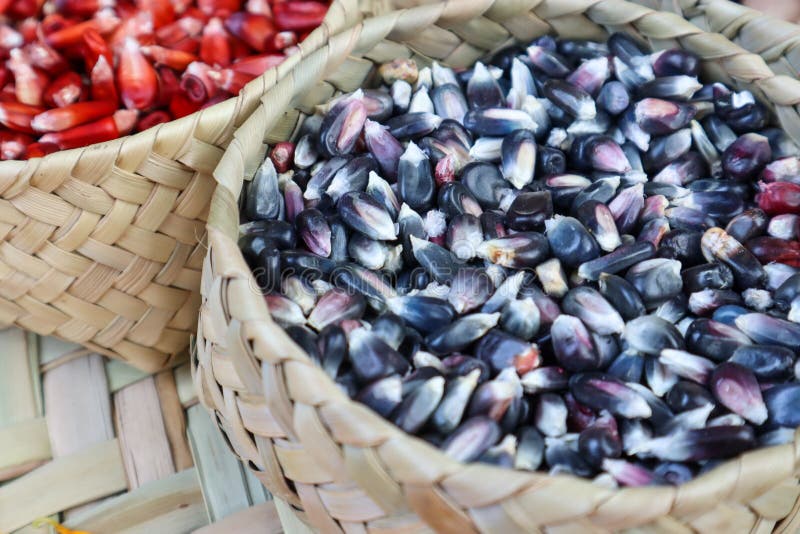Kernels of Blue Corn and Red Corn at a Market Stock Photo - Image of ...