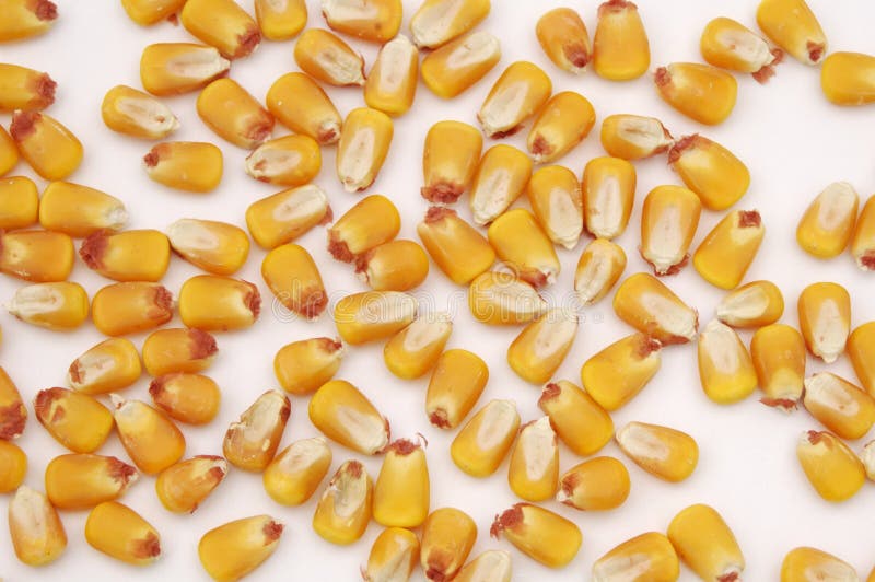 Kernels of Corn stock photo. Image of country, nature - 6794914
