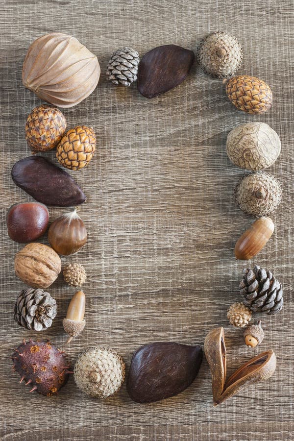 Kernels and seeds stock image. Image of fruit, hard, group - 66886623