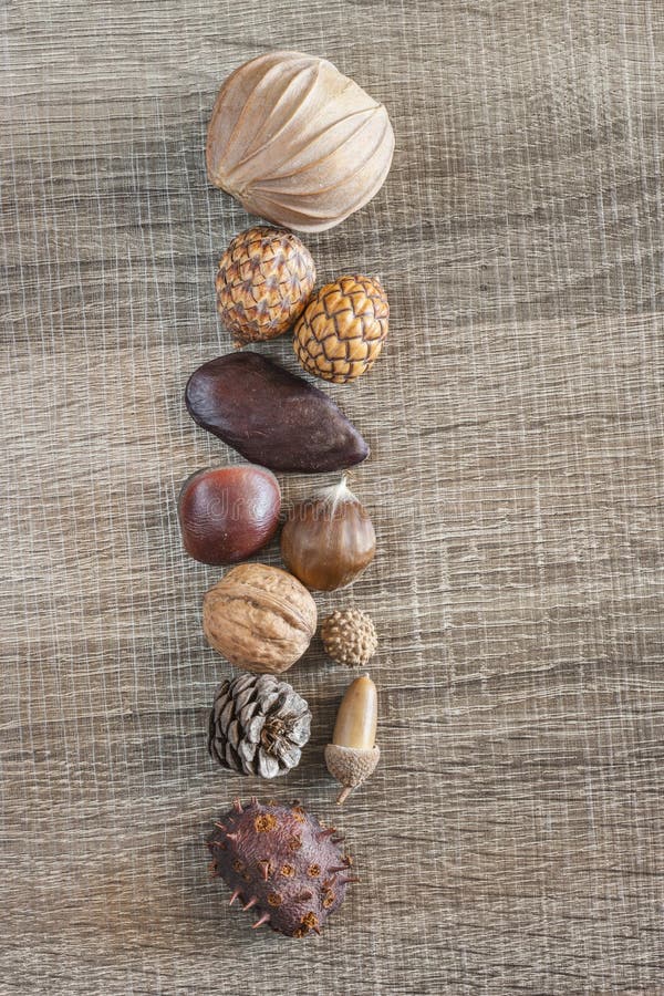 Kernels and seeds stock photo. Image of brown, plant - 66887078