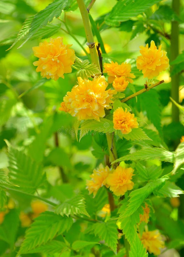 Kerria Japonica or Pleniflora Stock Image - Image of flora, decorative ...