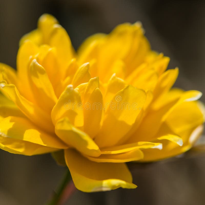 Kerria stock photo. Image of flower, square, spring, flora - 39344912