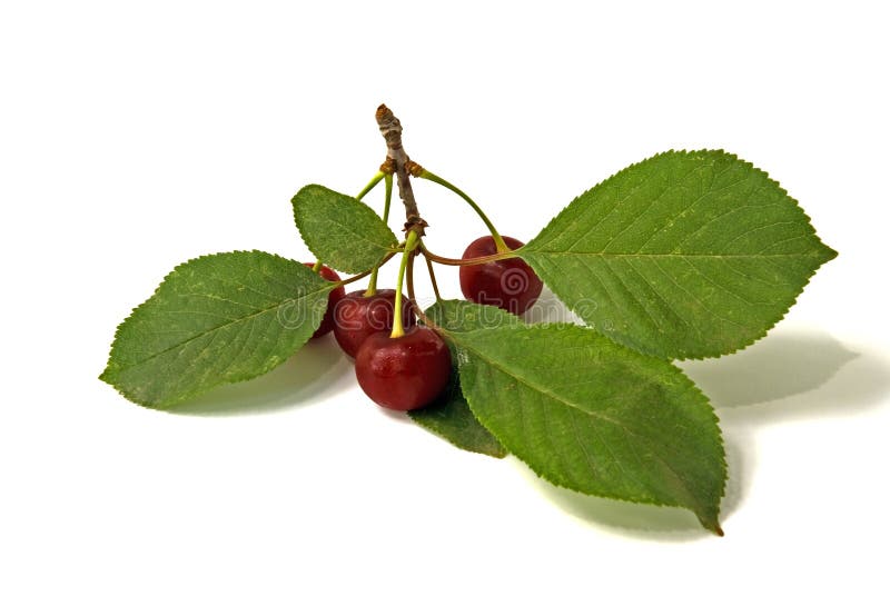 Kers stock afbeelding. Image of gezond, vers, smelten - 14825141