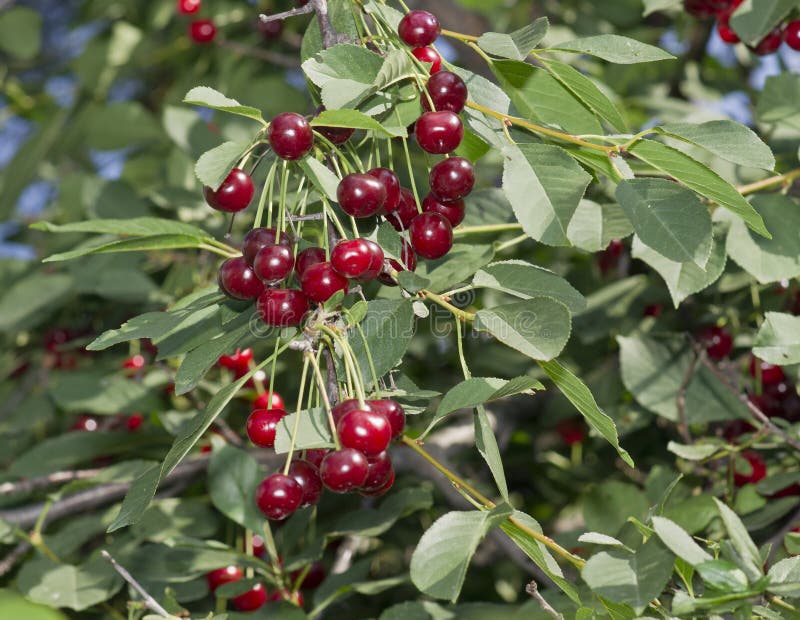 Kersen stock afbeelding. Image of oogst, helder, vrucht - 1058647