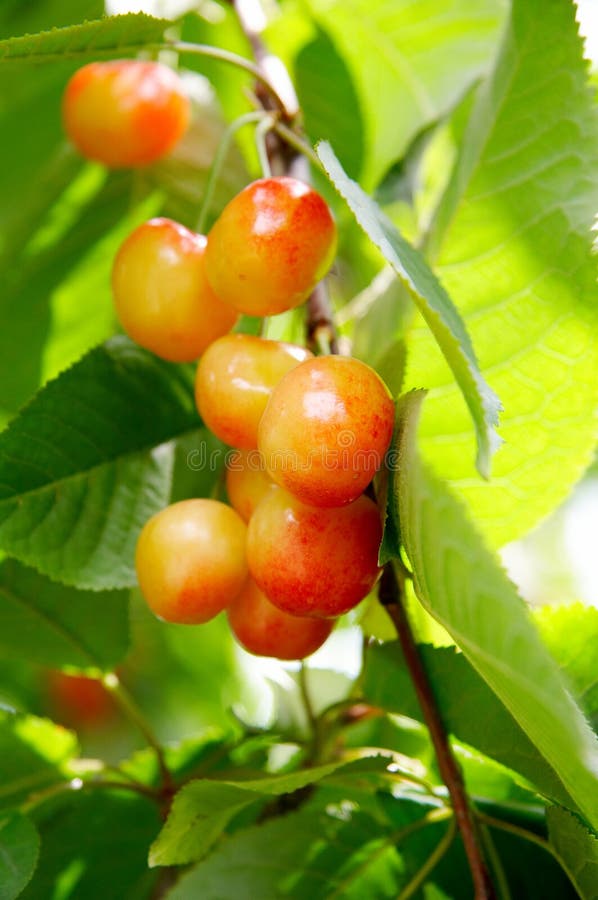 Zure kers stock afbeelding. Image of blad, vrucht, rijp - 26022659