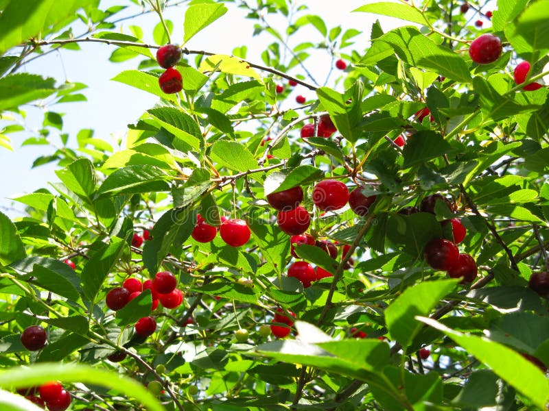 Sierappelboom in bloei stock afbeelding. Image of roze - 4765863