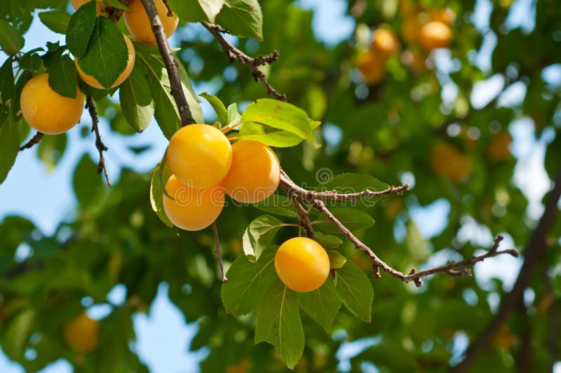 Kers-pruim Boom Met Vruchten Die In De Tuin Groeien Stock Foto ...