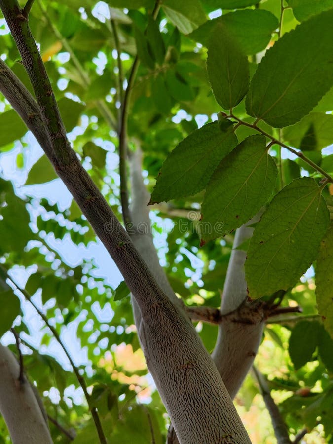 Kersem Tree from Indonesia Tropical Rain Stock Image - Image of ...
