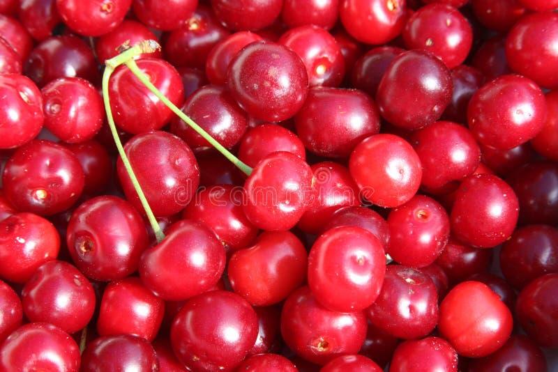 Kersen stock foto. Image of ingrediënt, vrucht, nave - 10336446