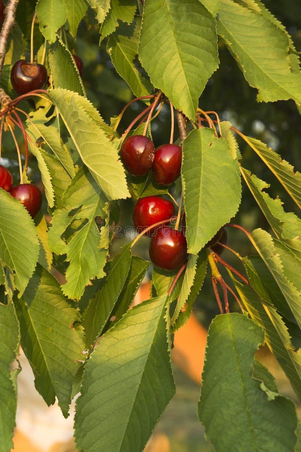 Kersenboom stock foto. Image of tuin, groen, vruchten - 31620126