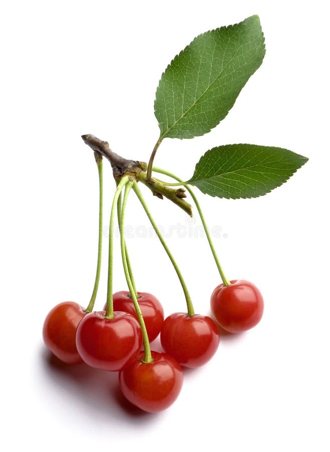 Kersen stock foto. Image of versheid, vrucht, kers, zomer - 19640724