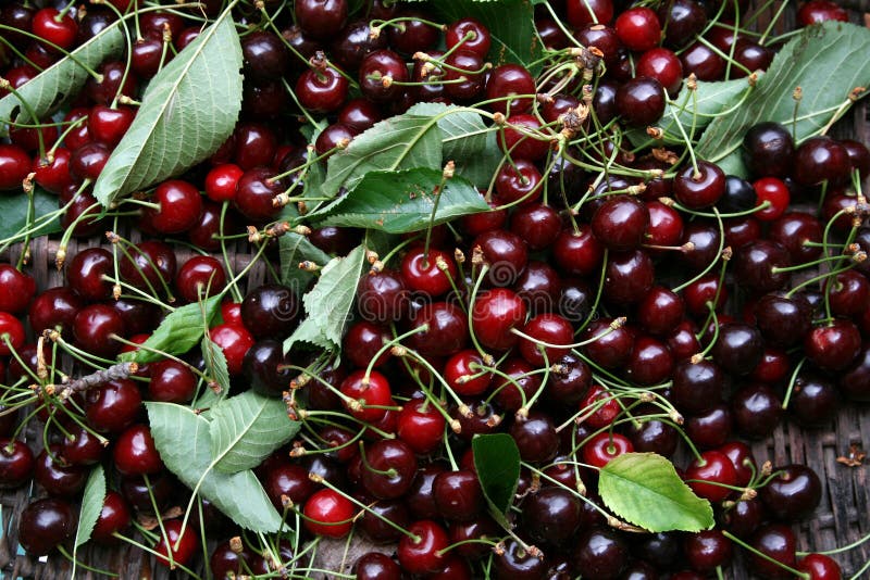 Kersen stock afbeelding. Image of kers, smelten, sappig - 19977459
