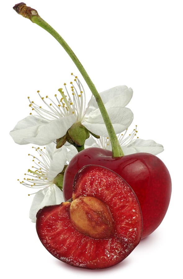 Kersen stock afbeelding. Image of verfrissing, rijp, vers - 29535475