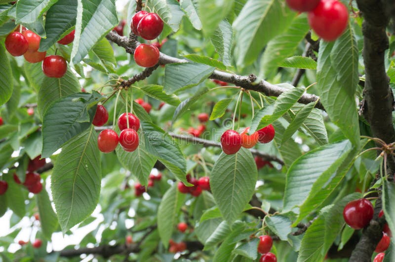 Rijpe Organische Inlandse Kersen Stock Foto - Image of inlands, voedsel ...