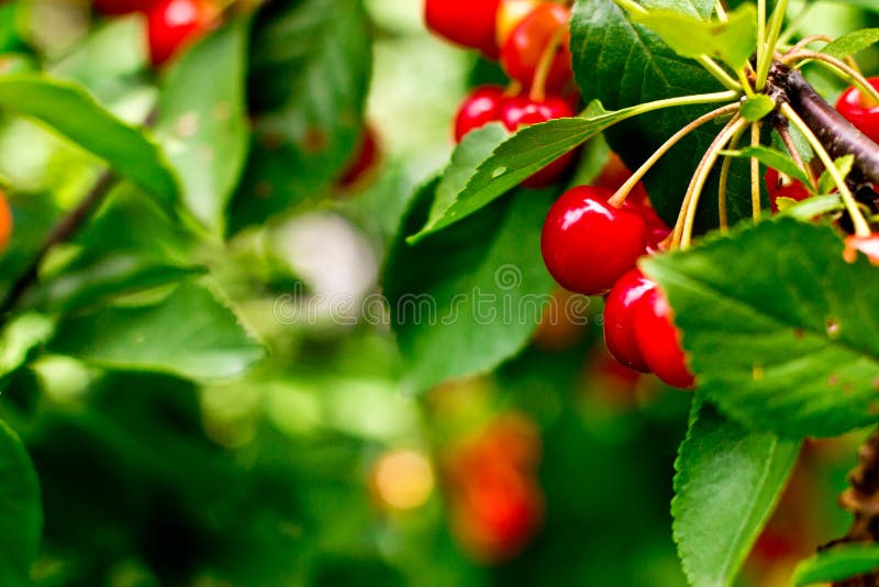 Kersen stock afbeelding. Image of eetbaar, sappig, daling - 32923899