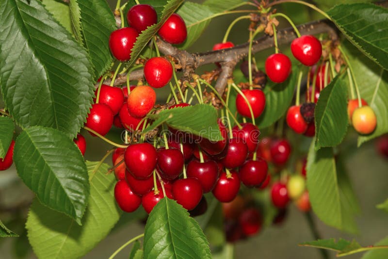 Kersen stock afbeelding. Image of achtergrond, hangen - 42222289