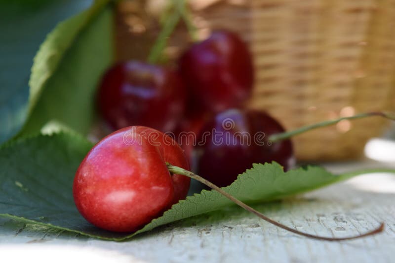 Kersen stock foto. Image of tuin, voedsel, lijst, nave - 73237728