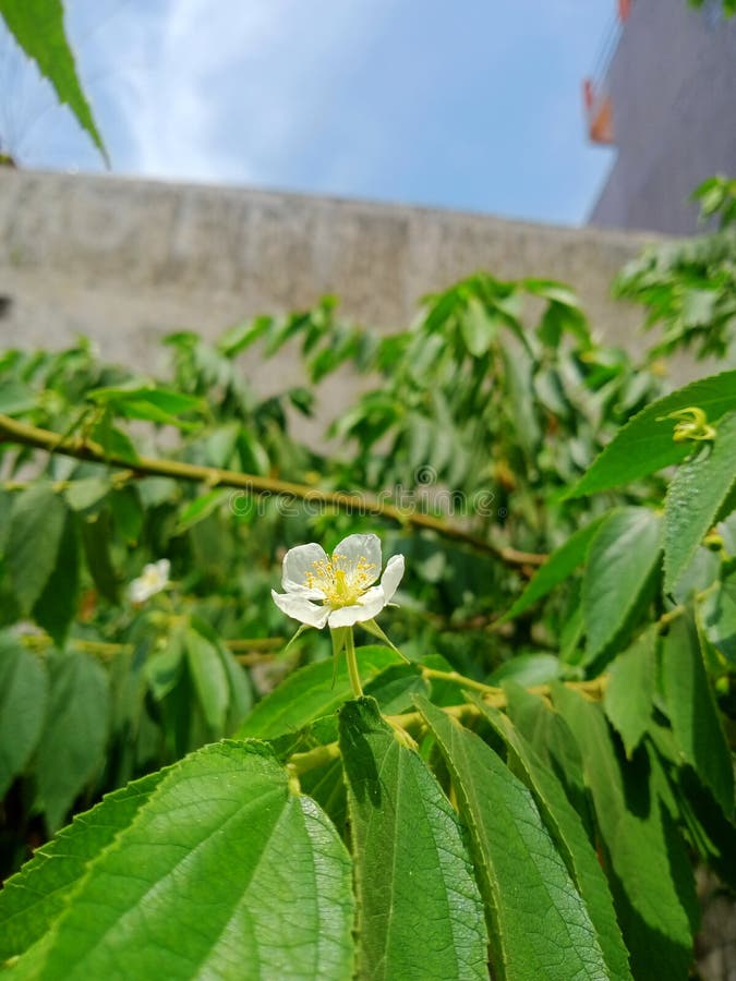 The Kersen Flower with White Color Sunbathing in the Morning Stock ...