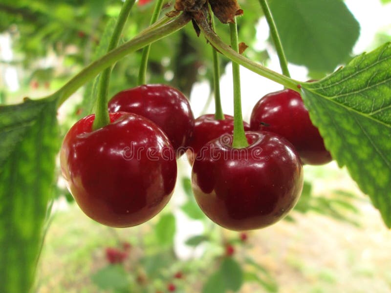 Kersen op een boom stock foto. Image of voedsel, sappig - 150891944