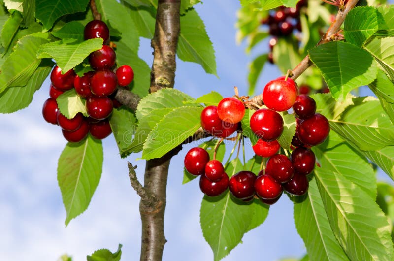 Kersen stock afbeelding. Image of paar, ingrediënt, groep - 25156113