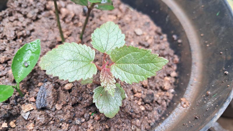 The Kersen plant stock photo. Image of grow, leaf, green - 290769162