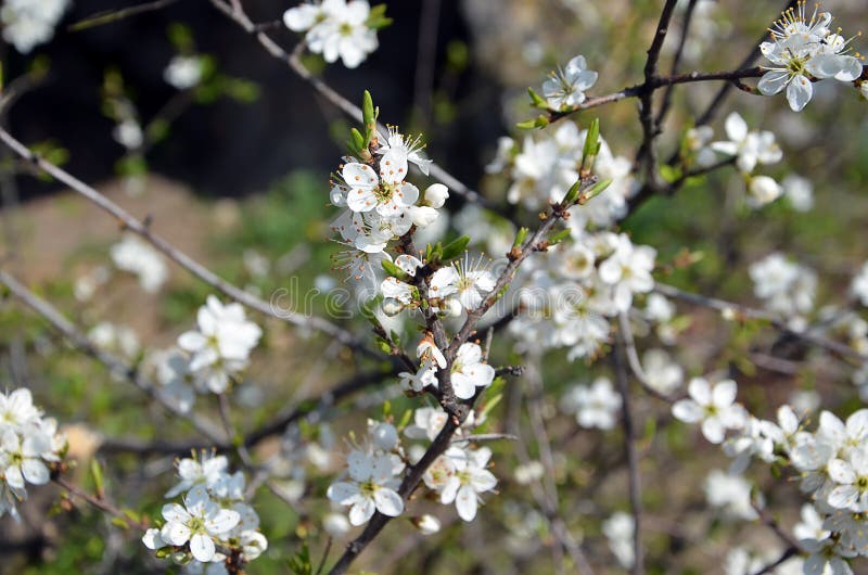 Kersen Witte Bloesem Op De Takken Van Boom Stock Afbeelding - Image of ...
