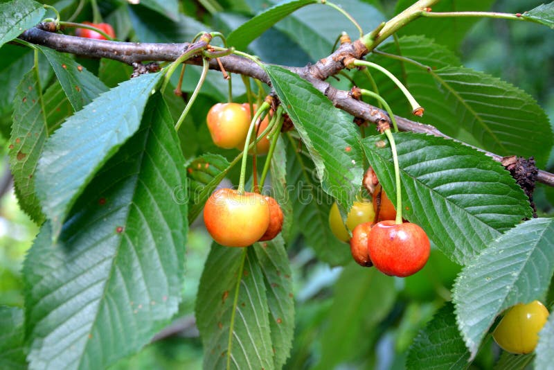 Kersen in Een Kersenboom in Boomgaard, in De Vroege Zomer Stock ...