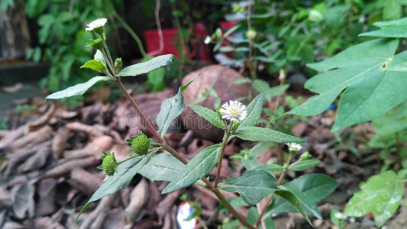 Kesatte stock photo. Image of kesatte, tree, bengali - 80304700