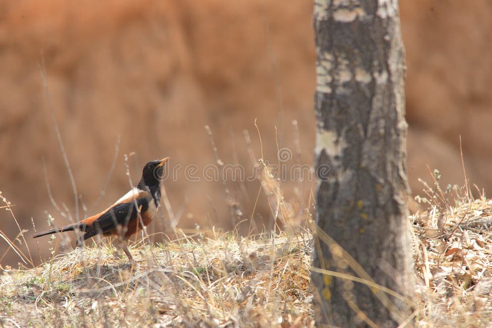 Kessler s thrush stock image. Image of bird, kessleri - 58771757