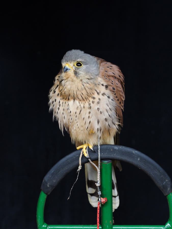 Kestrel on Perch stock image. Image of beautiful, bird - 202903647