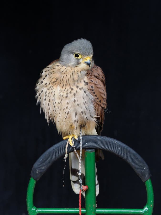 Kestrel on Perch stock photo. Image of flying, flight - 202903662