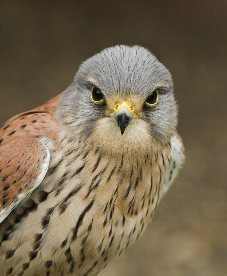 American Kestrel or Sparrow Hawk Stock Image - Image of bird, carnivore ...