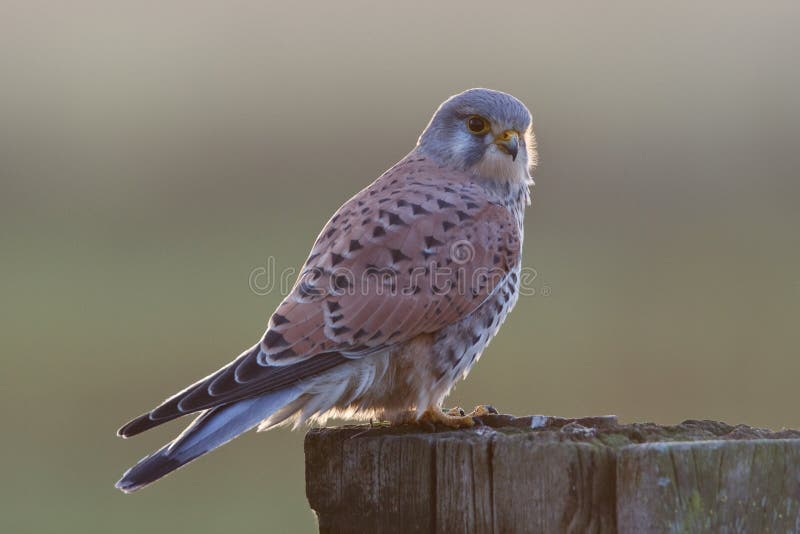Kestrel stock image. Image of predator, hunter, bird - 22328495