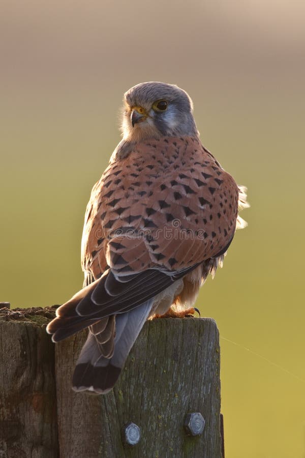 Kestrel stock photo. Image of feather, falcon, hunter - 22328548